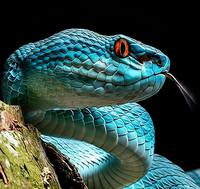 Mohmmed Ali Najem [Mohmmed-Ali-Najem] : Collector Profile - Colnect