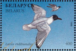 Stamp: Black-headed Gull (Larus ridibundus) (Belarus(Fauna of Belarus ...