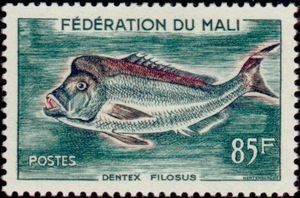 Stamp: Pink Dentex (Dentex filosus) (Mali) (Fish (1960)) Mi:ML 12,Sn:ML ...