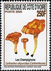 Stamp: Fungi from Ivory Coast - Cantharellus rufopunctatus (Ivory Coast ...