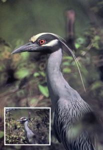 Tarjeta Postal: CHICUACO ENMASCARADO (Nytanassa violacea) (Venezuela ...