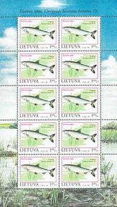 Stamp: Common Whitefish (Coregonus lavaretus) (Lithuania(Red Book of ...