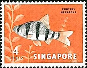 Stamp: Six-banded Tiger Barb (Puntius hexazona) (Singapore(Flora and ...