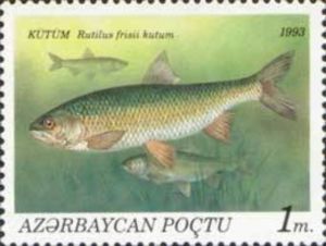 Caspian kutum - Alchetron, The Free Social Encyclopedia