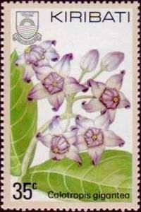 Stamp: Calotropis gigantea (Kiribati(Kiribati Flowers) Mi:KI 365,Sn:KI ...