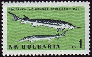 Stamp: Starry Sturgeon (Acipenser stellatus) (Bulgaria(Marine Fauna) Mi ...