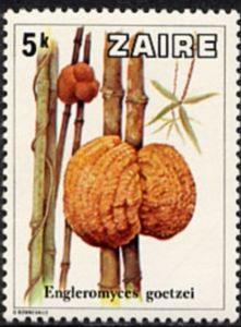 Stamp: Engleromyces goetzei (Zaire(Mushrooms (1979)) Mi:CD 598,Sn:CD ...
