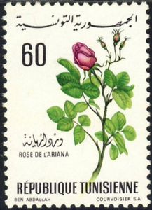 Stamp: Ariana Rose (Tunisia(Flowers) Mi:TN 701,Sn:TN 508,Yt:TN 649,Sg ...