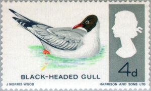 Stamp: Black-headed Gull (Larus ridibundus) - Phosphor (United Kingdom ...