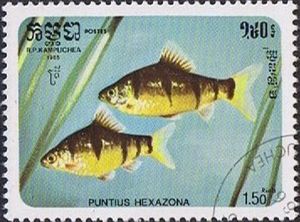 Stamp: Six-banded Barb (Puntius hexazona) (Cambodia(Fish (1985)) Mi:KH ...