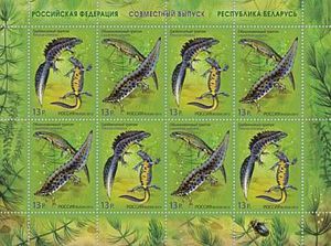 Stamp: Joint Issue of Russia and Belarus - Newts (Russia(Joint Issue of ...