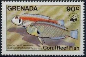 Timbre: Straight-tailed Razorfish (Hemipteronotus martinicensis ...