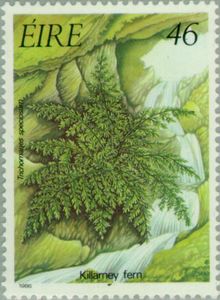 Stamp: Killarney Fern (Trichomanes speciosum) (Ireland(Ferns) Mi:IE 588 ...