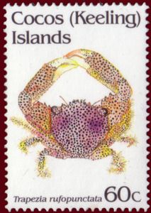 Stamp: Rust-Spotted Guard Crab (Trapezia rufopunctata) (Cocos (Keeling ...