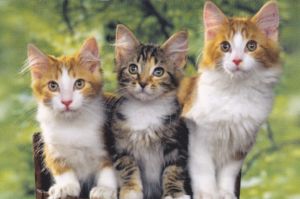 Pocket Calendar: Kittens (Lithuania) (Cats) Col:LT-2012-Cat-002.01