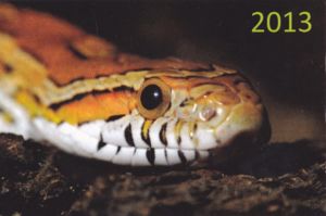 Pocket Calendar: Snake (Lithuania(Snakes) Col:LT-2013-Snake-001.01