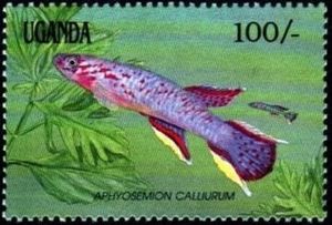 Stamp: Banner Lyretail (Aphyosemion calliurum) (Uganda(Local fishes) Mi ...