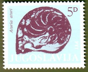Stamp: Fossil - Aturia aturi (Yugoslavia(Museum Exhibits: Fossils) Mi ...