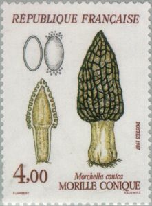 Stamp: Conical morel (Morchella Conica) (France(Mushrooms (1987)) Yt:FR ...