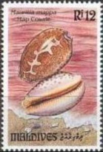 Briefmarke: Map Cowry (Mauritia mappa) (Malediven(Muscheln) Mi:MV 1971 ...