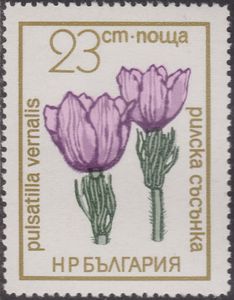 Stamp: Pulsatilla vernalis (Bulgaria) (Flowers under protection) Mi:BG ...
