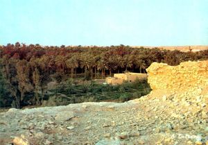 Postcard: Palm Plantation of Dirayah (Saudi Arabia(Diraya) Col:SA-000042 📮