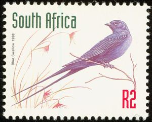 Stamp: Blue Swallow (Hirundo atrocaerulea) (South Africa(Definitives ...