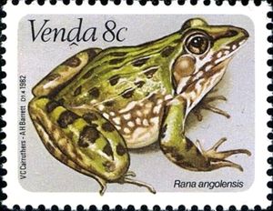 Stamp: Angola River Frog (Rana angolensis) (Venda) (Frogs) Mi:ZA-VD 66 ...