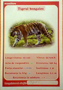 Game Card: Tigrul bengalez (Duelul Animalelor) Col:DUAN-RO006