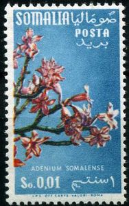Stamp: Adenium somalense (Somalia, Italian Administration(Flowers of ...