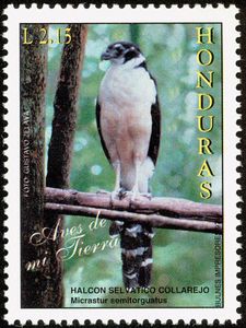 Stamp: Collared Forest-Falcon (Micrastur semitorquatus) (Honduras(Birds ...
