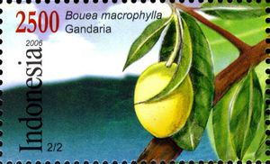 Stamp: Bandung 06 National Stamp Exhibition- Bouea macrophylla ...