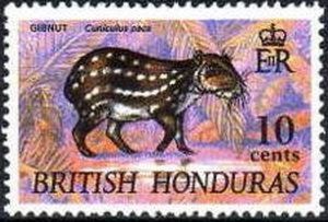 Stamp: Gibnut (Cuniculus paca) (British Honduras(Native Wildlife) Mi:GB ...