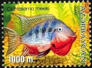 Stamp: Firemouth Cichlid (Cichlasoma meeki) (Azerbaijan(Aquarium Fish ...