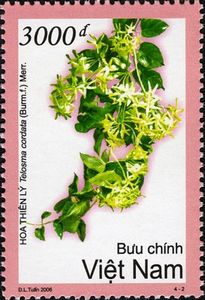 Stamp: Fragrant Cynanthe flower (Vietnam(Creeper's Flowers) Mi:VN 3449 ...