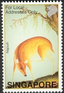 Stamp: Greater Mouse Deer (Tragulus napu) (Singapore(William Farquhar ...