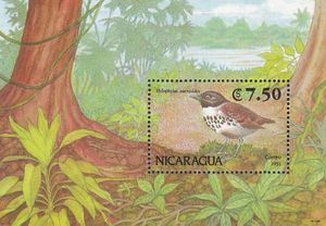 Stamp: Spotted Antbird (Hylophylax naevioides) (Nicaragua(Birds) Mi:NI ...