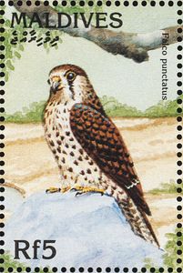 Stamp: Mauritius Kestrel (Falco punctatus) (Maldives(Birds (1997)) Mi ...