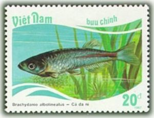 Stamp: Pearl Danio (Brachydanio albolineatus) (Vietnam(Fish - Tropical ...