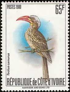 Stamp: Red-billed Dwarf Hornbill (Tockus camurus) (Ivory Coast(Birds ...