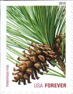 Stamp: Ponderosa Pine (Pinus ponderosa) (United States of America ...