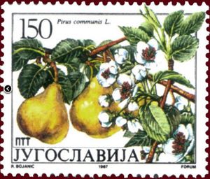 Stamp: Pear Tree (Pirus communis) (Yugoslavia(Fruits) Mi:YU 2222,Sn:YU ...