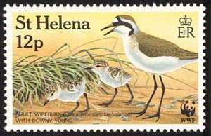Stamp: Wirebird (Charadrius sanctaehelenae) (Saint Helena) (Endangered ...