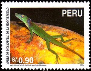 Sello: Spotted Anole (Anolis punctatus) (Perú(Biodiversity in Manu ...