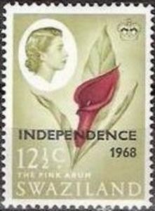 Selo: Pink Arum Lily (Zantedeschia rehmannii) (Eswatini (Suazilândia ...