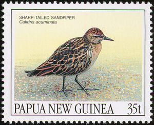 Stamp: Sharp-tailed Sandpiper (Calidris acuminata) (Papua New Guinea ...