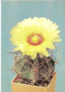 Postcard: Astrophytum Capricornes (Soviet Union, USSR(- Cactus) Col:SU ...