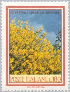 Stamp: Broom (Genistra spartium junceum) (Italy(Flora) Mi:IT 1293,Sn:IT ...