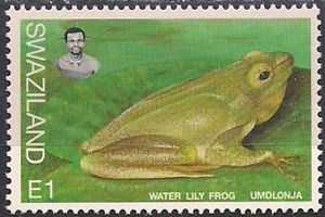 Stamp: Waterlily Reed Frog (Hyperolius pusillus) (Eswatini (Swaziland ...