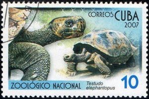 Stamp: Galapagos Giant Tortoise (Testudo elephantopus) (Cuba) (National ...